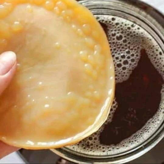 bibit scoby kombucha / jamur dipo Organik - Shop | Tokopedia