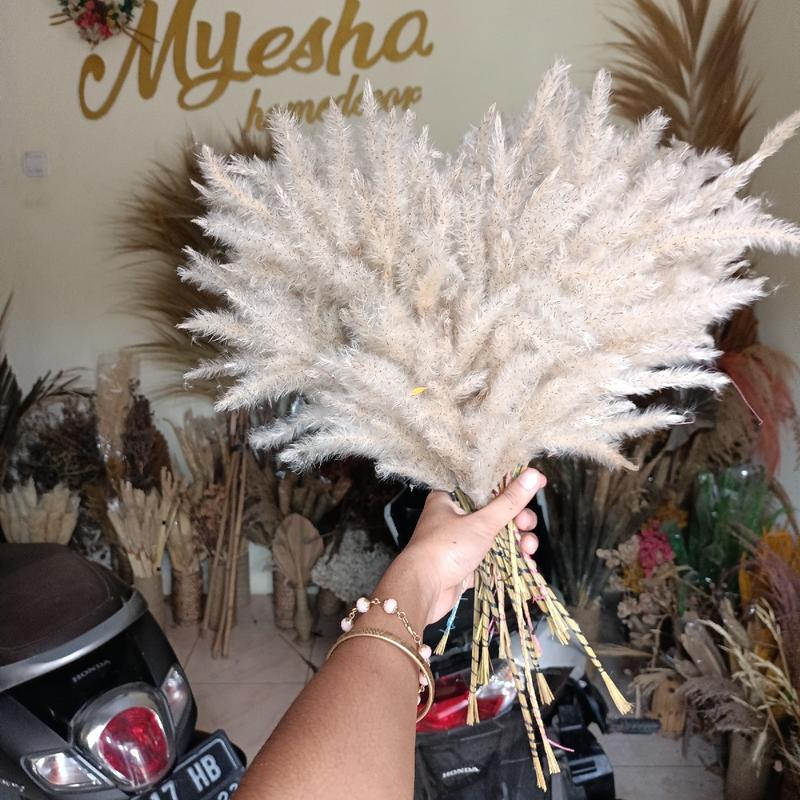 Bunga alang alang ilalang bunga musim panas kering awet cantik - Shop ...