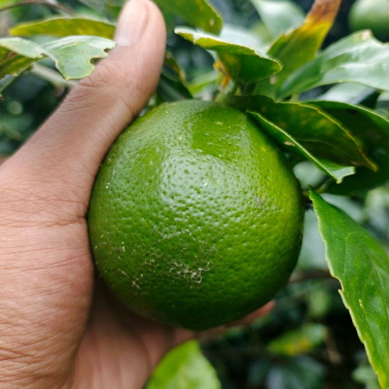 buat kesehatan buat jus fresh - Pemetikan Langsung dari Kebun Sendiri ...