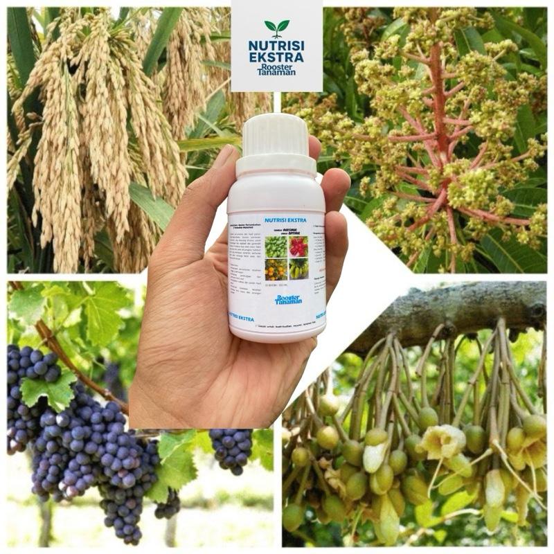 Booster Tanaman Hormon Pembuahan & Pembungaan 100ML - Shop | Tokopedia