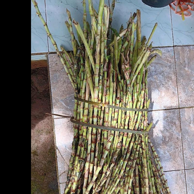 Bibit Rumput Odot 50 Batang Stek untuk Pakan Ternak Dengan Kandungan ...
