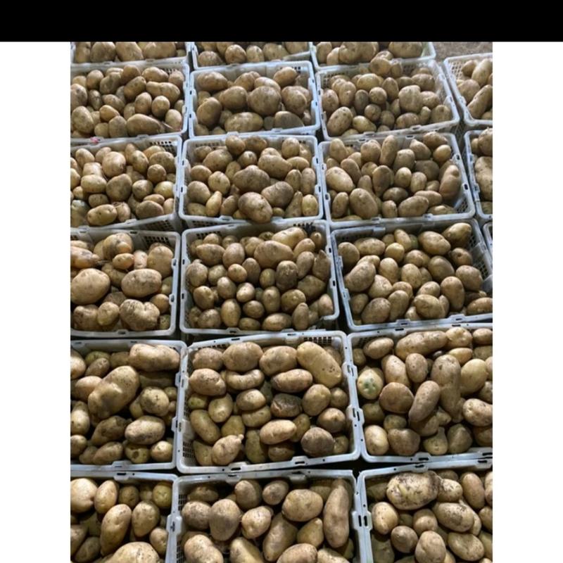 KENTANG DIENG 1 kG fresh dari dieng - Shop | Tokopedia