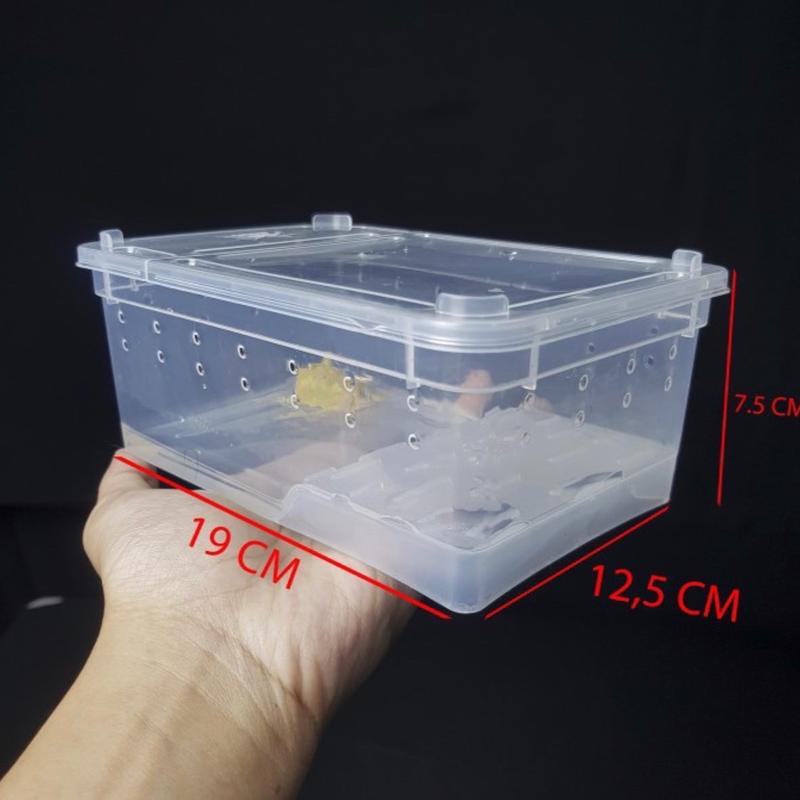 BOX KODOK PACMAN FROG SMALL - KURA KURA GECKO TARANTULA - Shop | Tokopedia