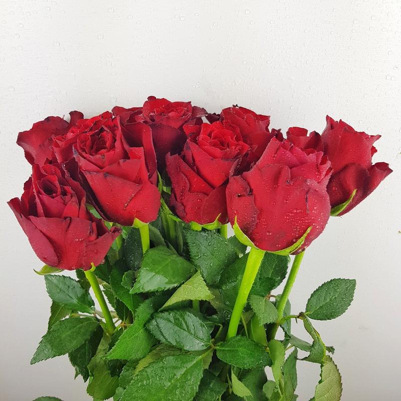 Fresh Cut Flower Bunga Hidup - Roses (10 Stems per bundle) - TikTok ...