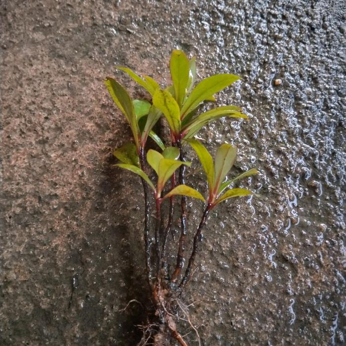 Jual Homonoia Riparia-myrsine salicina per pcs - Tanaman Hias Tahan Air ...