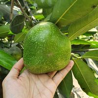 Jual Buah Giant BLACK SAPOTE Siap Matang (Sawo Hitam) - 500gr - Kota ...