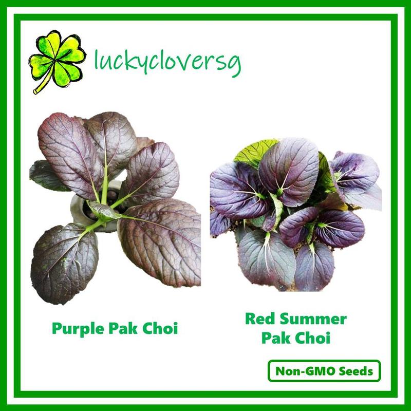 Purple Pak Choi / Red Summer Pak Choi / Bok Choy - *Seeds from - TikTok ...