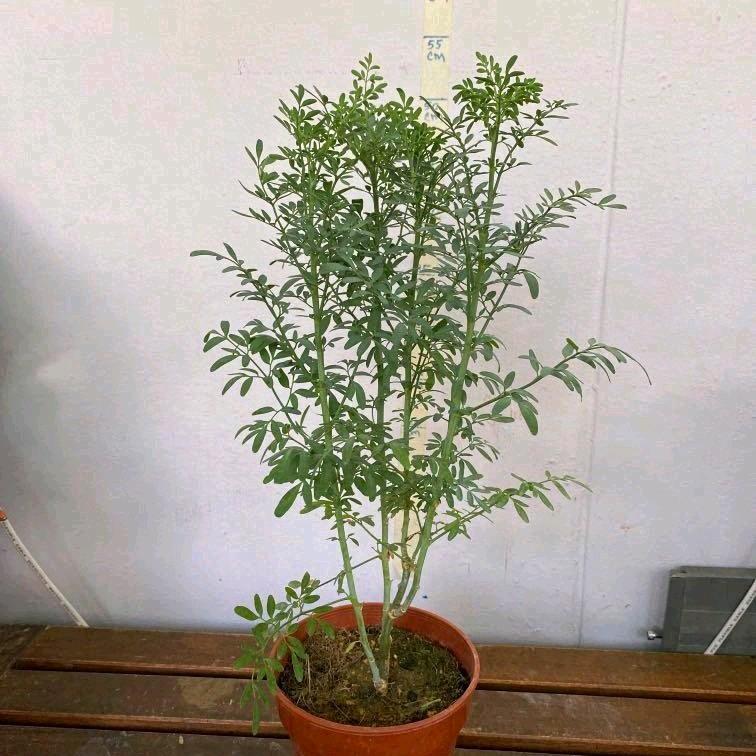 Pokok Garuda Rimbun halau Nyamuk/Rue/Arutham pachai/Ruta - TikTok Shop ...