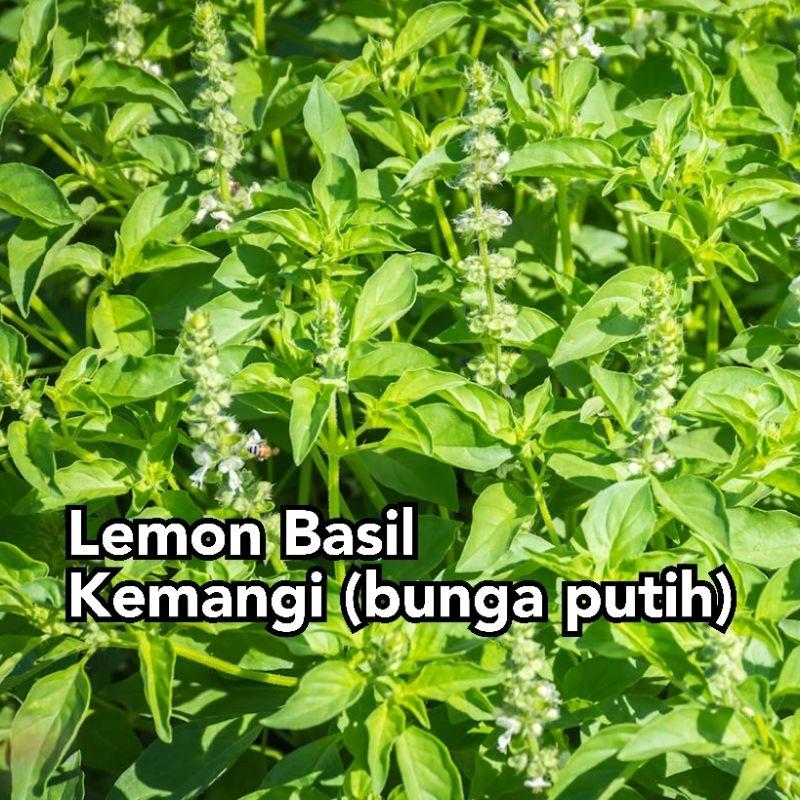 10 seeds Lemon Basil Kemangi bunga putih herbs Flower - TikTok Shop ...