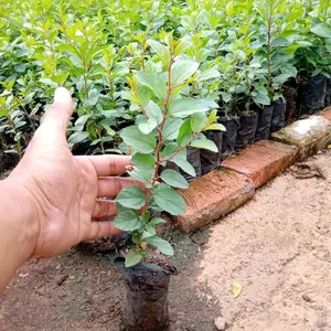 (beli 1 dapat 3)tanaman buah kelengkeng matalada dan new kristal dan ...