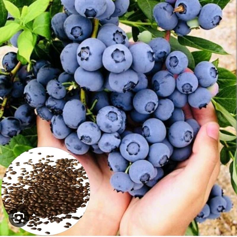 7 Pcs Blueberry Seed Ready Stock Sarawak - TikTok Shop Malaysia