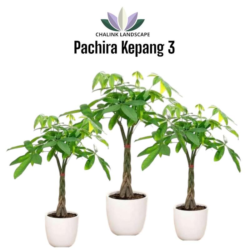 chalink landscape Tanaman Hias Indoor Pacira Kepang 3 / Tanaman - Shop ...