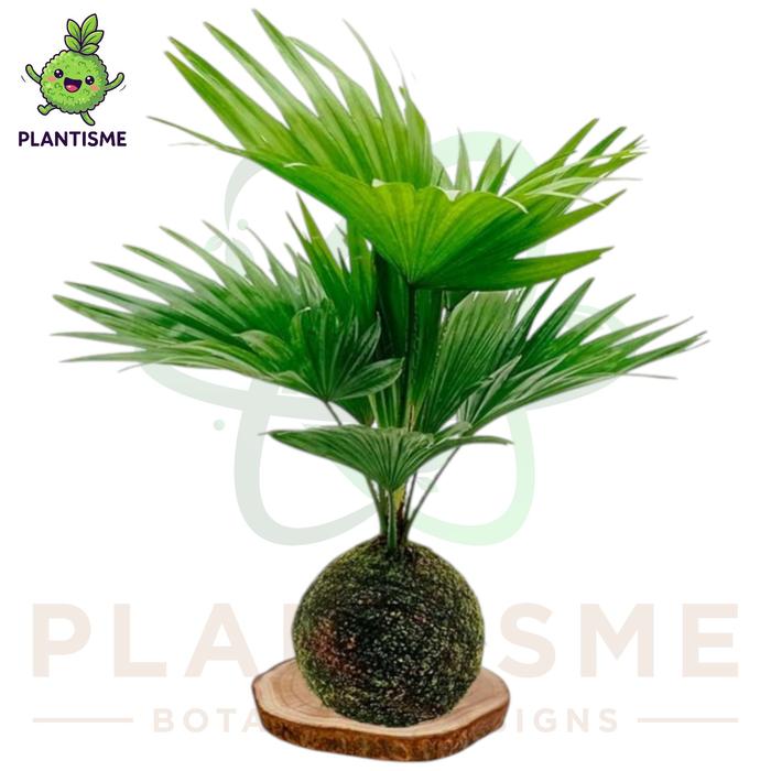 Jual Mossball – Livistona Palm Livistona Rotundifolia Palem Kipas ...