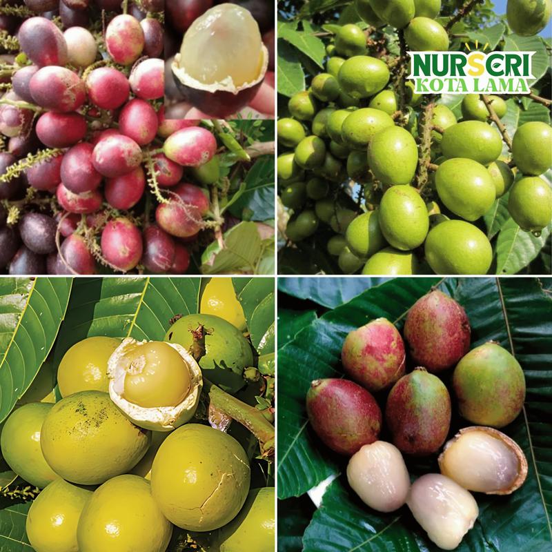 [RARE] POKOK MATOA / Longan Brazil / Buah Kristal / Merah / Hijau ...