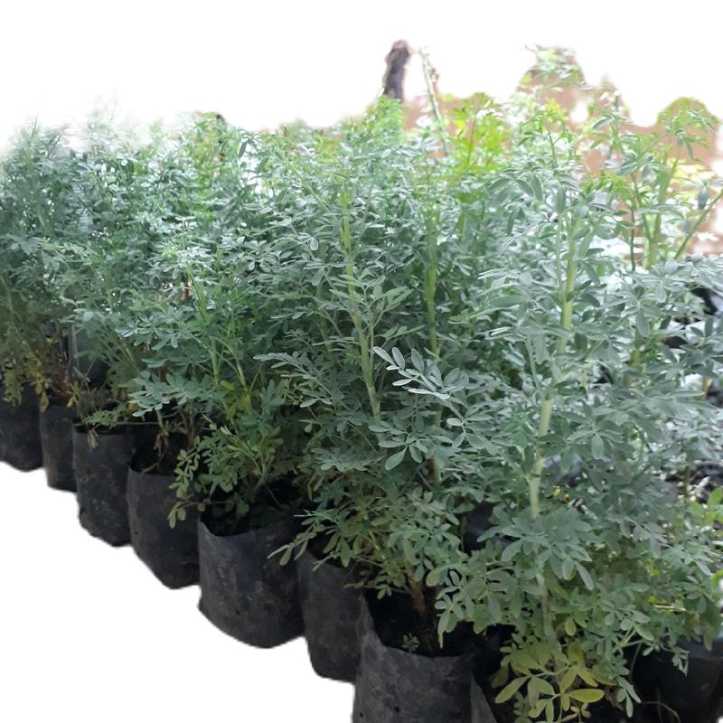Bibit Tanaman Chao Chao / Tanaman Daun Inggu - Shop | Tokopedia