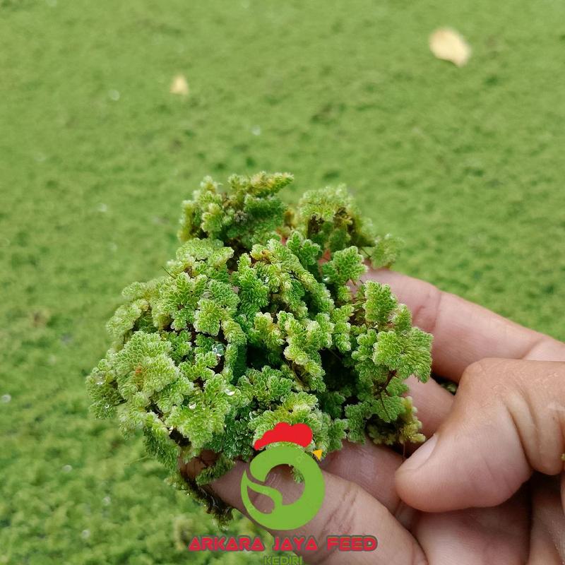 Bibit Azolla Super - Tanaman Azolla Berkualitas Tinggi pur ayam - Shop ...