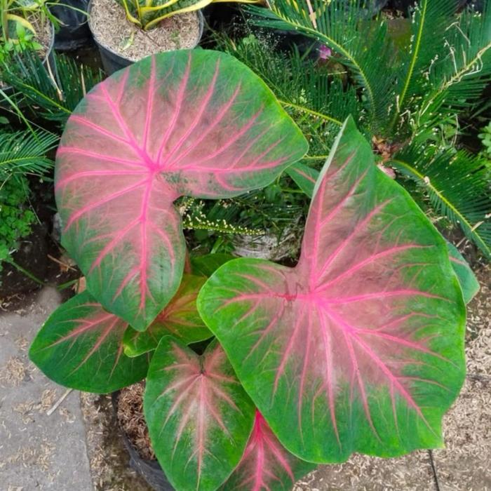 Jual Tanaman Caladium Sweet heart atau keladi pink spider Rimbun - Kota ...
