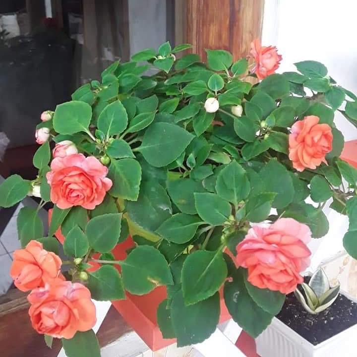 Tanaman impatiens double rimbun Bunga Kuning Mawar Pot - Shop | Tokopedia