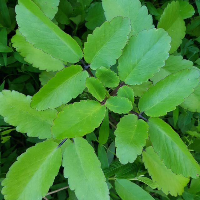 Katakataka not seeds- complete with garden soil. - TikTok Shop Philippines
