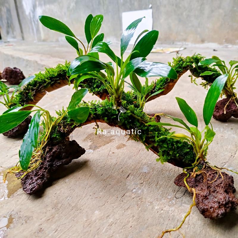 ornamen kayu akar sengani moss sintetis jembatan hiasan aquarium - Shop ...