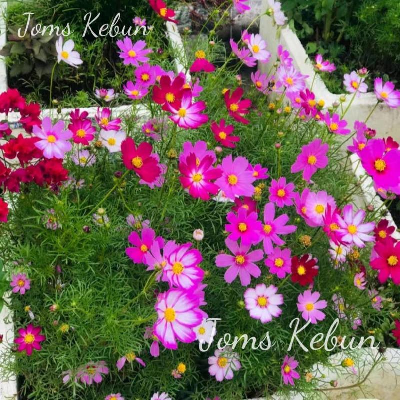 Benih Bunga Cosmos Mix 50pcs/Cosmos Flower Seed - TikTok Shop Malaysia