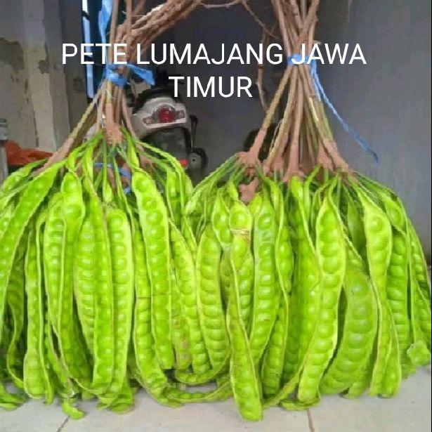 pete tua fress per ikat (10 papan)/pete Lumajang murah per 1 - Shop ...