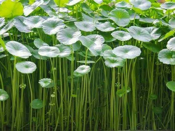 Daun Pegagan / Antanan pegagan segar dipetik saat orderan - Shop ...