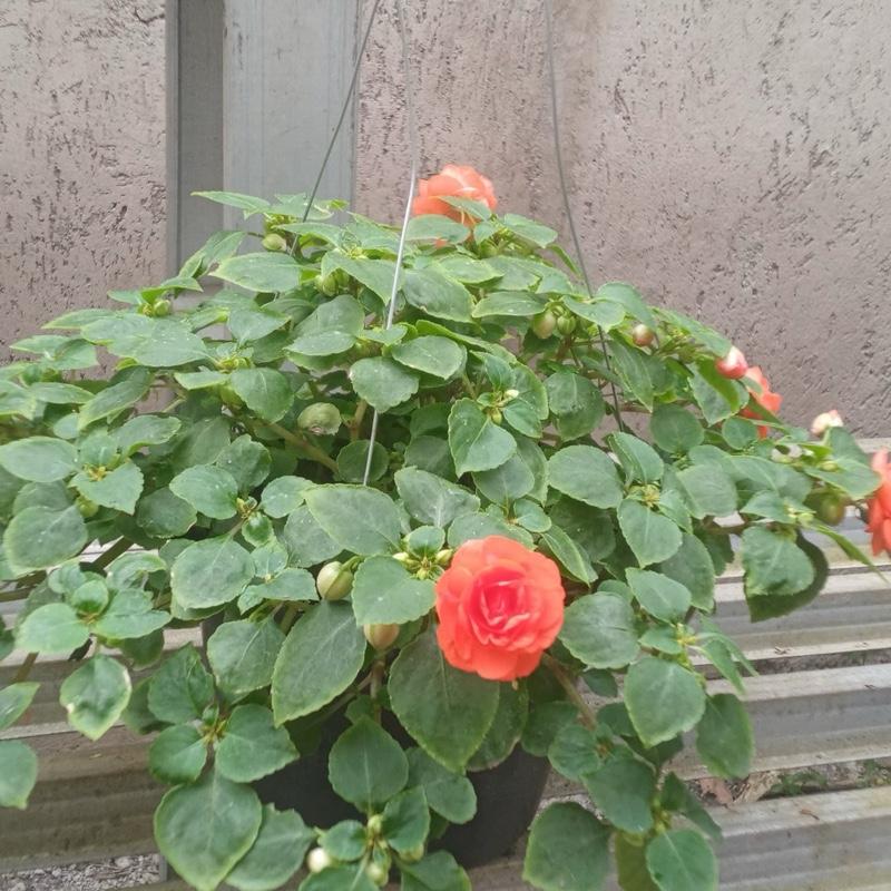 Tanaman impatiens double rimbun Bunga Kuning Mawar Pot - Shop | Tokopedia