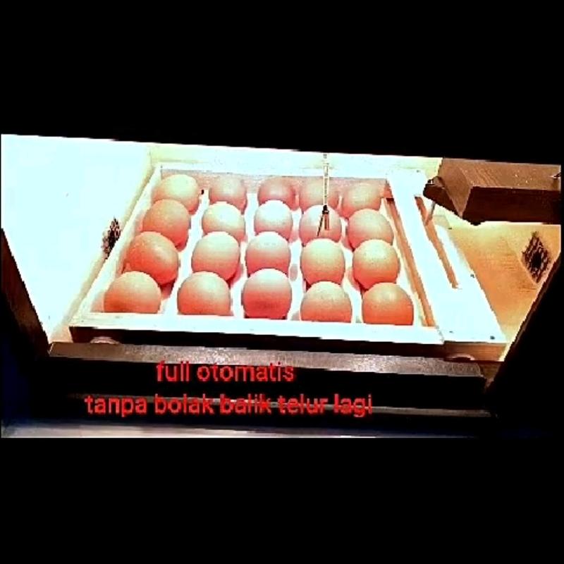 Mesin Tetas Telur Ayam Full Otomatis Kapasitas 20 Butir Sistem Rak ...