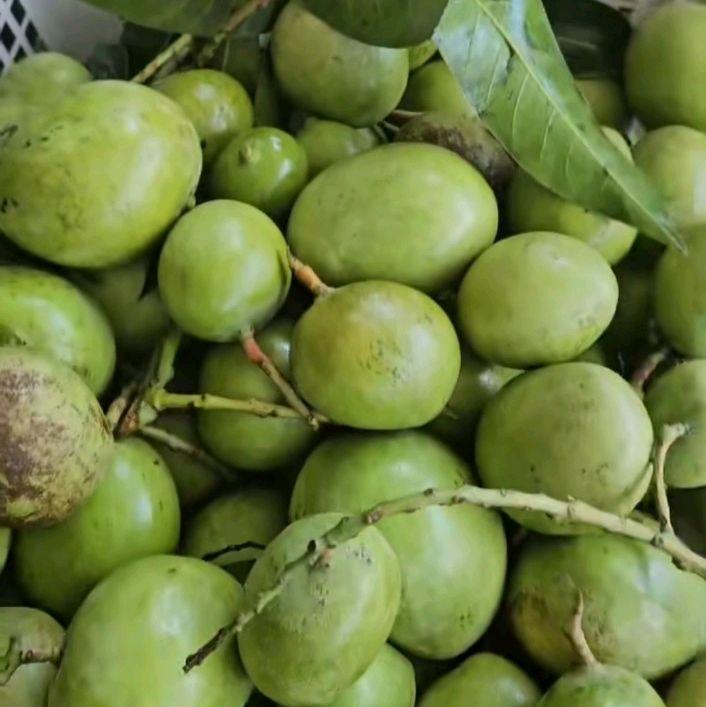mangga mini dan telor 1 kg isi 6-12 buah cocok di bikin rujak.. - Shop ...