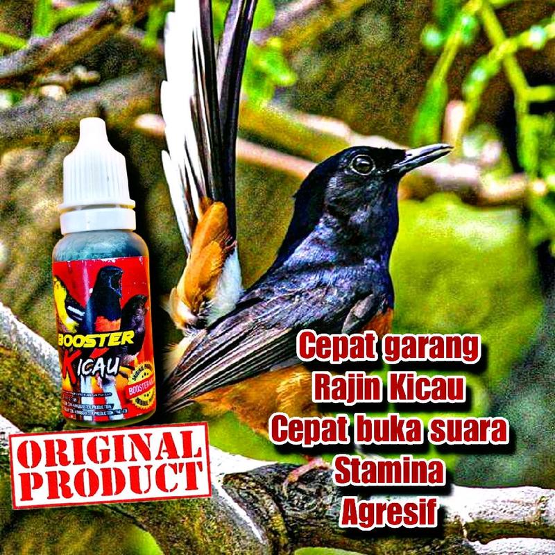 " SUPER PROMO " ORIGINAL BOOSTER KICAU MURAI BATU/ MURAI CACING ...