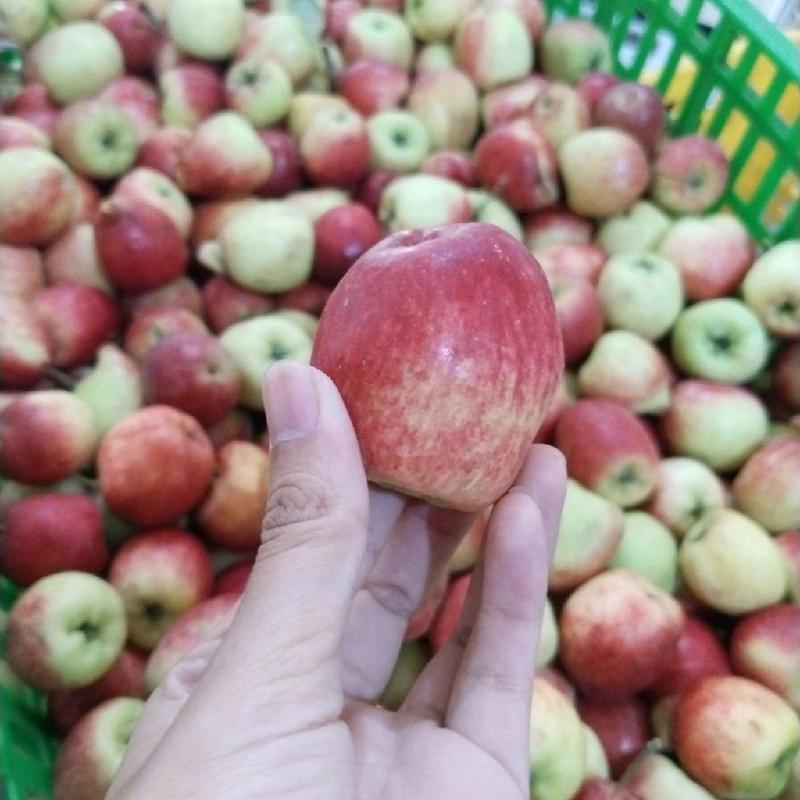 Apel Malang Asam Segar Jenis Anna Ukuran Mini (25-30 Buah) - Shop ...