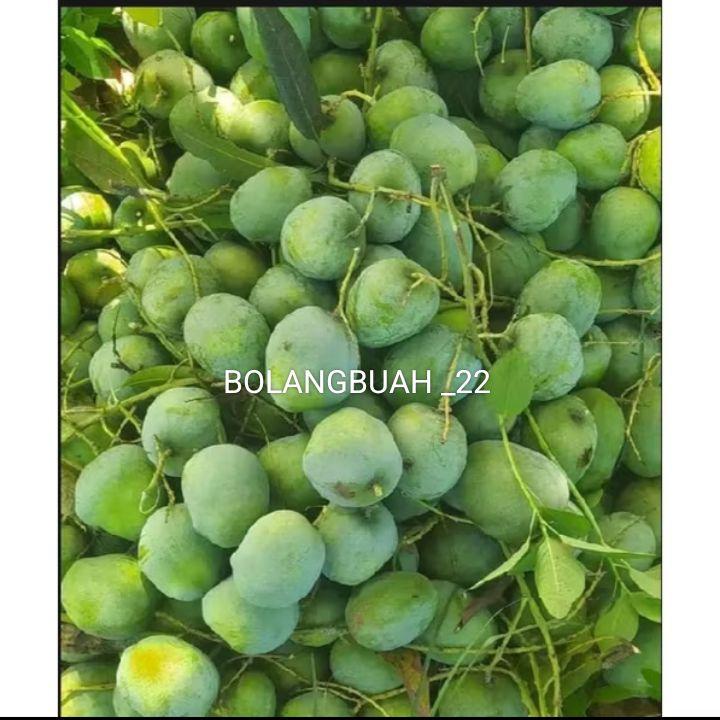 mangga muda untuk rujak isi 1kg - Shop | Tokopedia