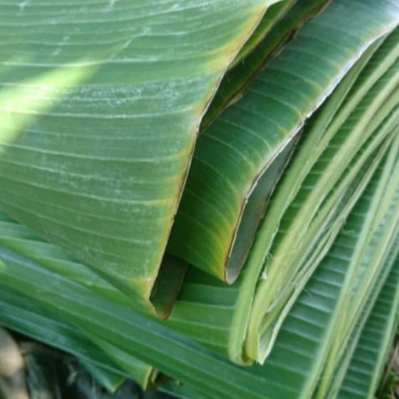 Daun Pisang/Banana Leaf Segar(1kg) Tanaman - TikTok Shop Malaysia