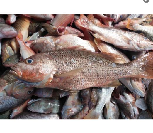 [IKAN SEGAR] JENAHAK MERAH XXXXXL 2.1KG (SIAP SIANG & CUCI - TikTok ...