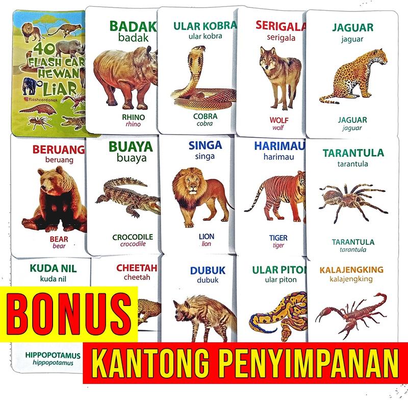 Flash Card Binatang Liar kartu - Shop | Tokopedia