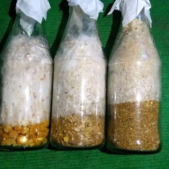 Jual Bibit Jamur Tiram Abu F2 Murah untuk Pertanian dan Budidaya Jamur ...
