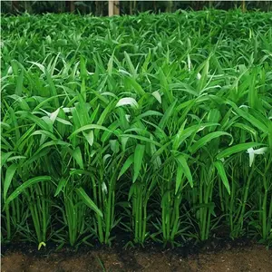 3000 Biji Benih Sawi Hijau Super Unggul Tanaman Sayuran Pilihan Cocok ...