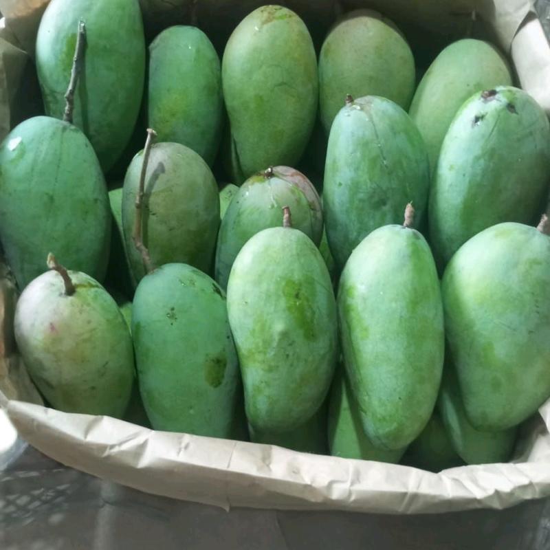 Mangga kiojoy manis asem kriuk mengkel Makanan Frozen - Shop | Tokopedia