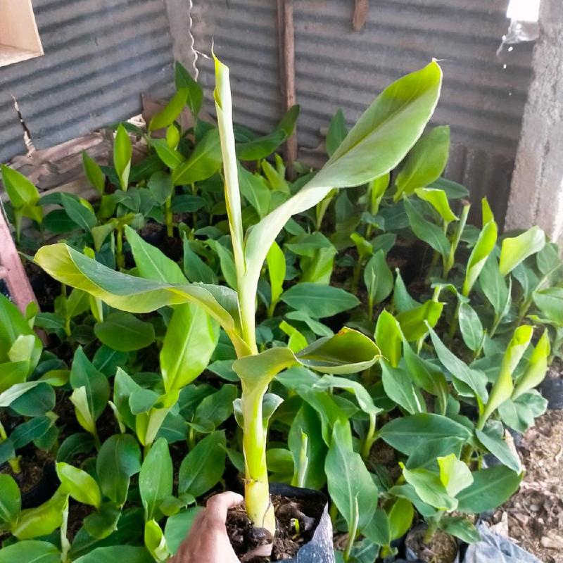 Tanaman/bibit pisang ambon super murah berkualitas - Shop | Tokopedia