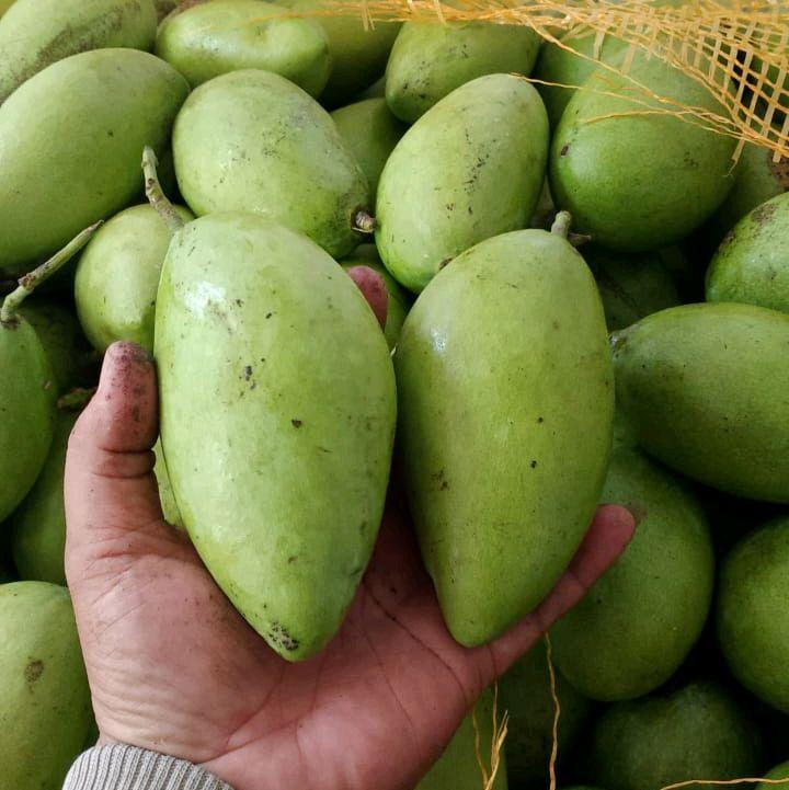 Mangga Muda Isi 500gram Cocok Buat Asinan Dan Rujak Segar Dan Lezat ...