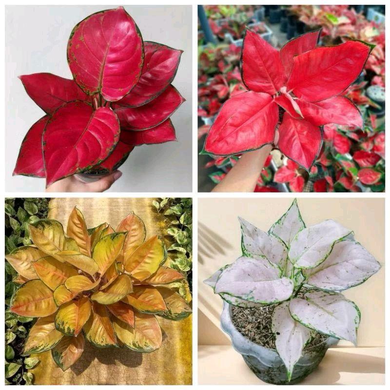 paket 4 bonggol aglonema jaiping,sultan brunai, superwhite,anjamani - Shop | Tokopedia