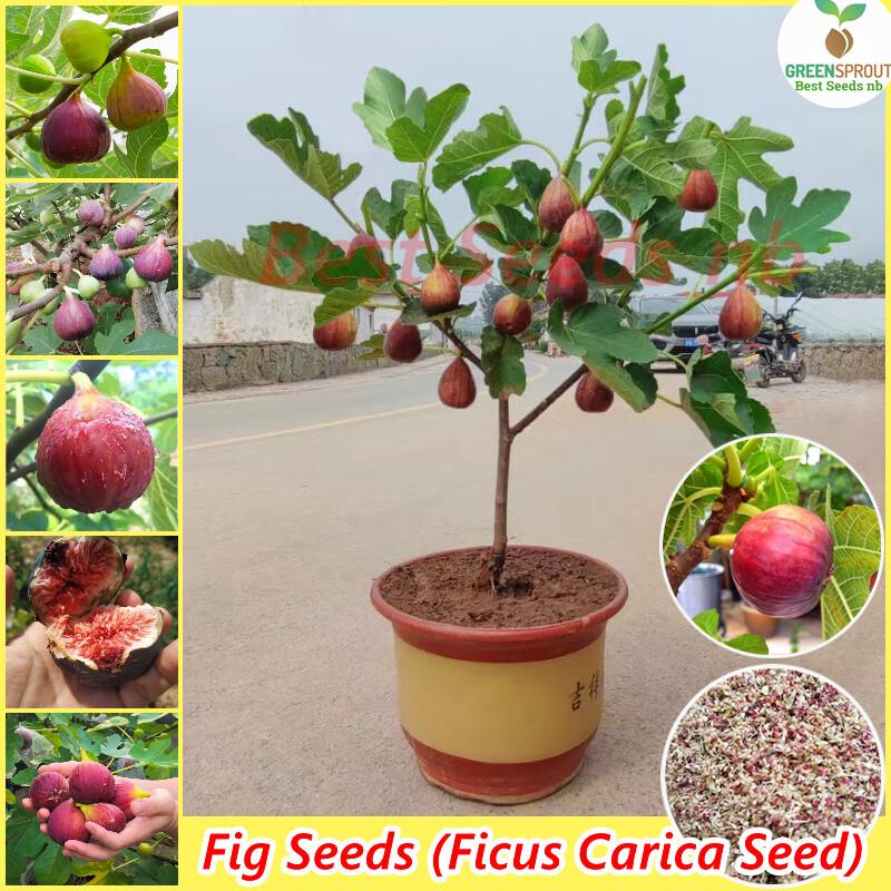 [100% Original Seed] Rare Fig Tree Plant Seed (200 Seeds Per - TikTok ...