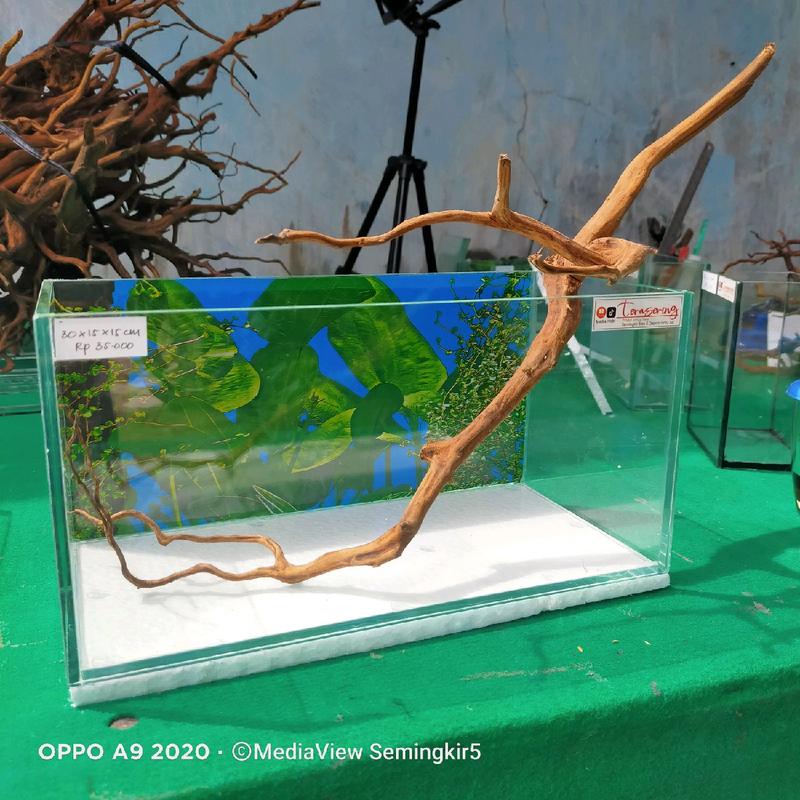 Akuarium Baby Chana 25x12x12cm - Shop | Tokopedia