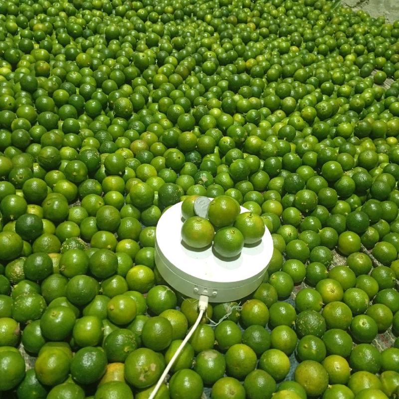 Jeruk Sonkit Kasturi Fresh Kalimasi Lemon Cui Jeruk Kunci Segar - Shop ...