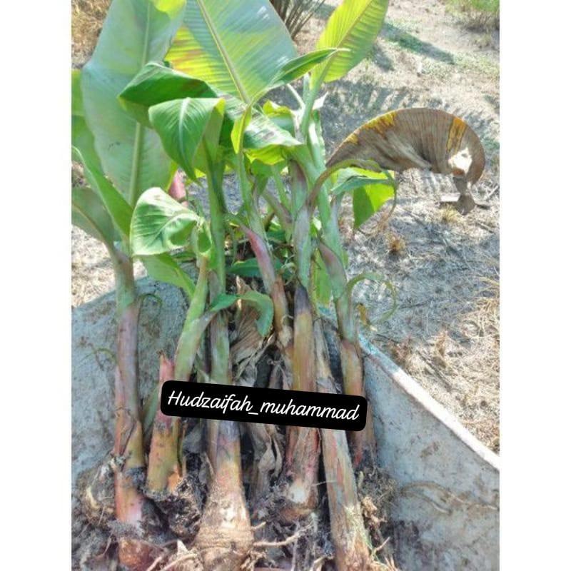 Anak Benih Sulur Pokok Pisang Tanduk, Berangan, Nangka, Raja - TikTok ...