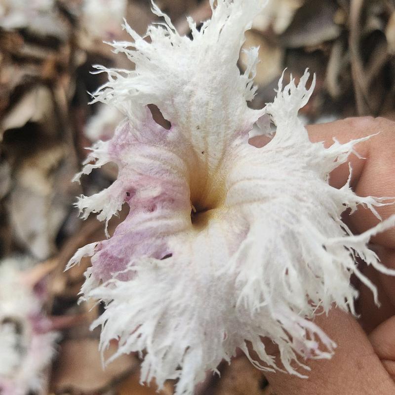 Bunga Chicha kering 10gram ( lepat chica ) - TikTok Shop Malaysia