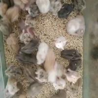 Jual Hamster Chambel Imut Dan Lucu Dengan Warna Beragam Bulu Lembut ...