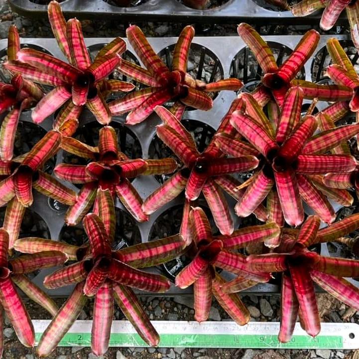 bromeliad mini berangkai hot amber artificial pot - TikTok Shop Malaysia
