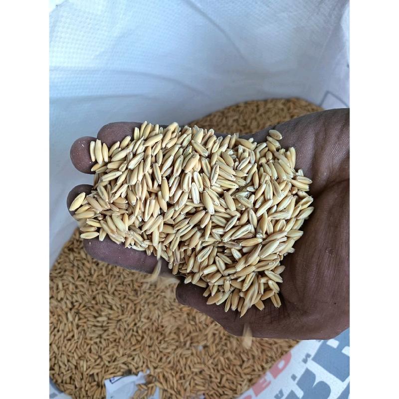 DERBY GRAINS PREMIUM JOCKEY OATS FOR GAMEFOWL (1 KILO PACK) - TikTok ...